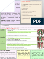 Anatomía del músculo elevador del ano | PDF | Pelvis