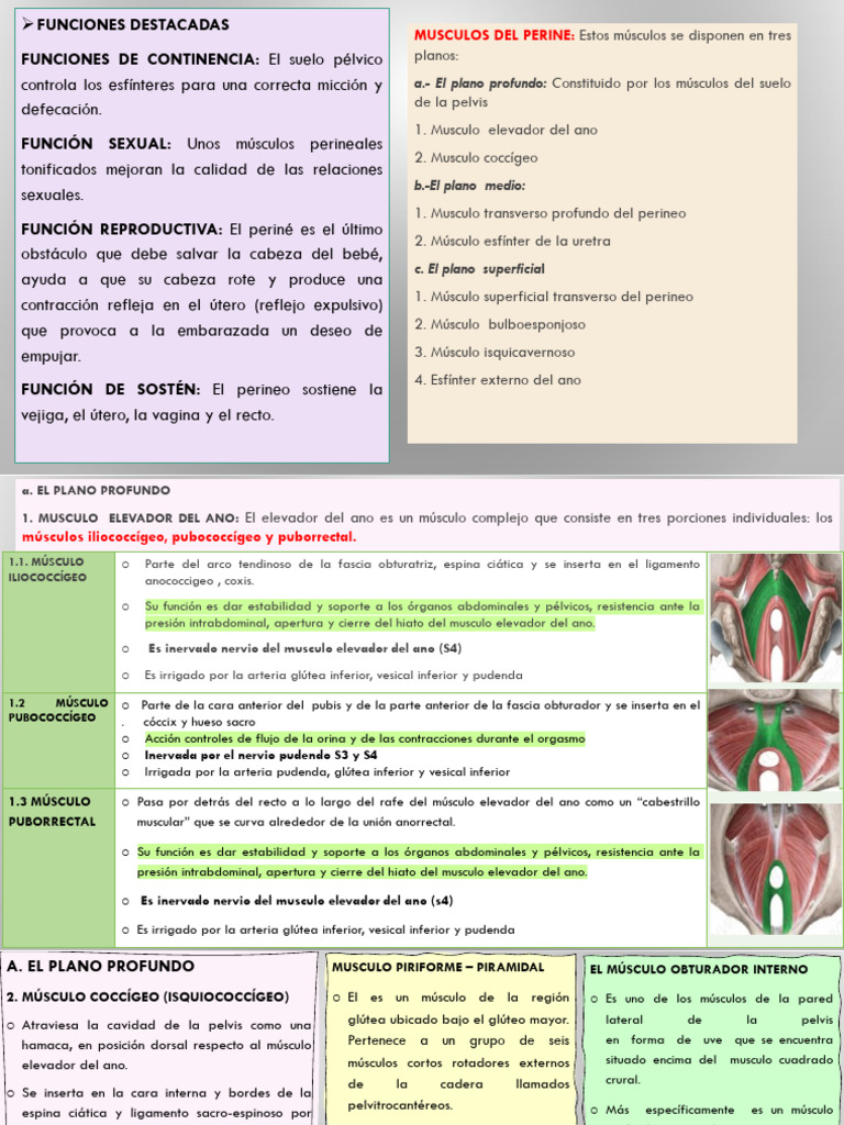Anatomía y Funciones del Perineo | PDF | Pelvis | Anatomía humana
