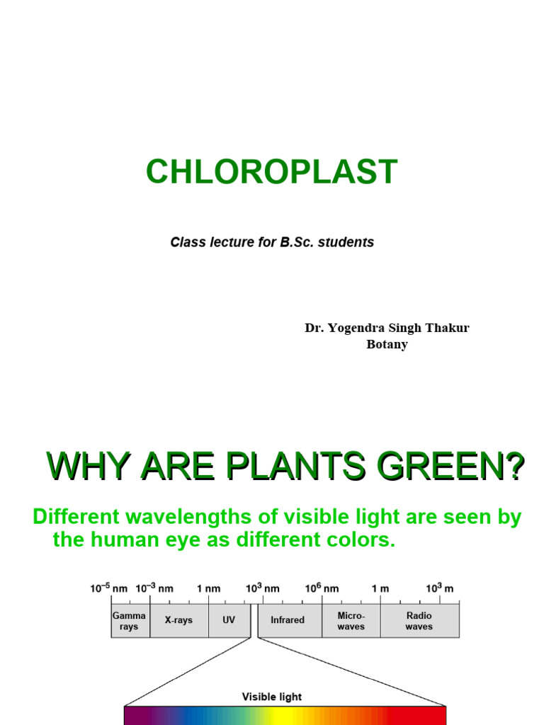 CHL e | PDF | Chloroplast | Photosynthesis