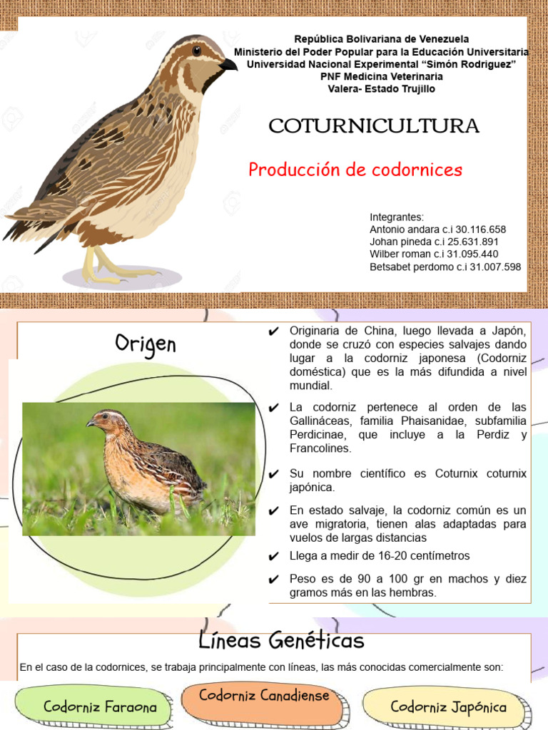Producción y manejo de codornices | PDF | Carne | Huevo como alimento