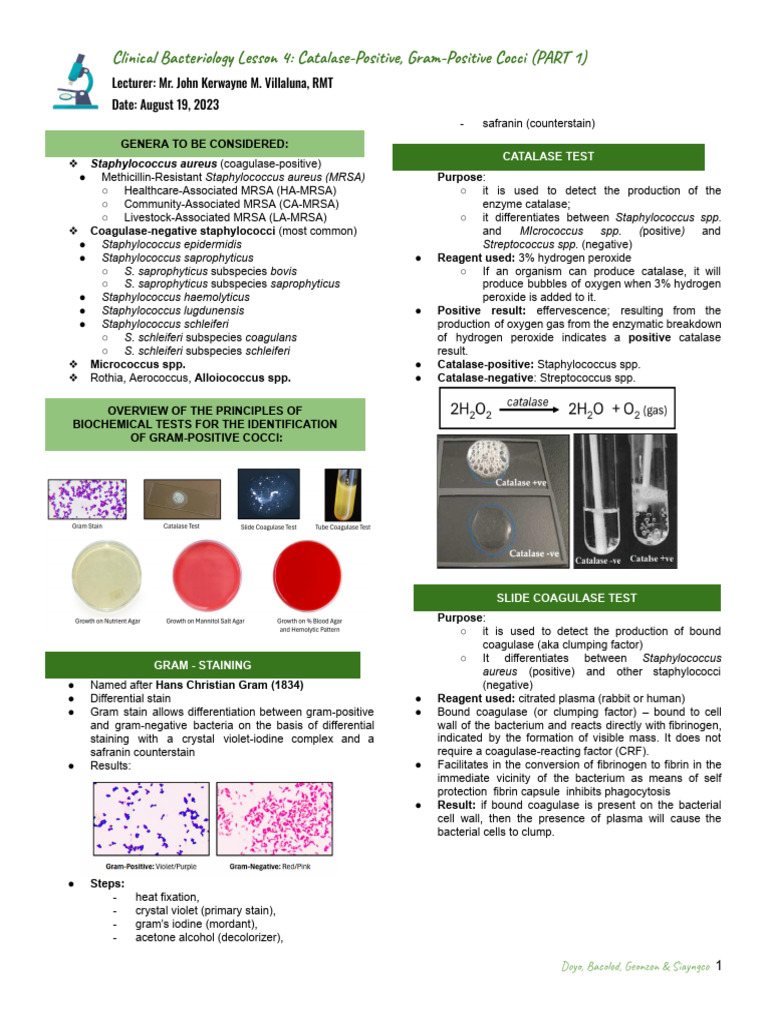 Bacteriolgy Catalase (+), Gram (+) Cocci Part 1 | Download Free PDF ...