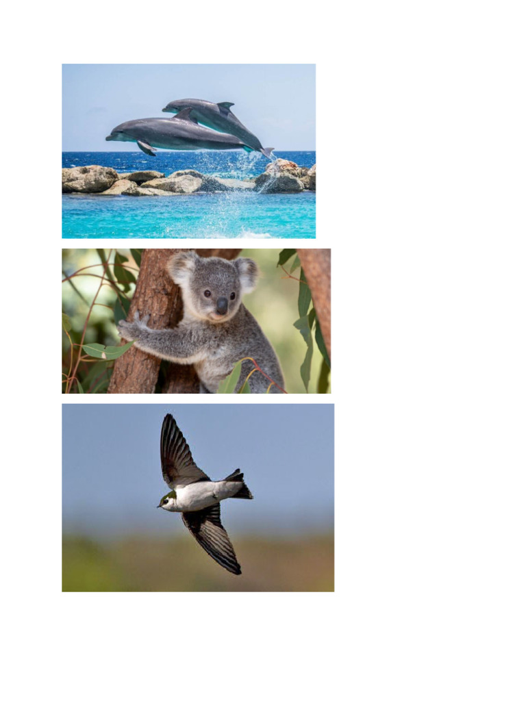 Types of Animals | PDF