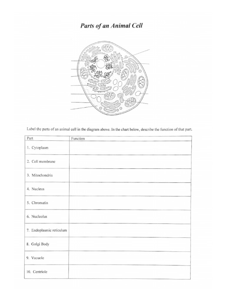 Parts of An Animal Cell | PDF