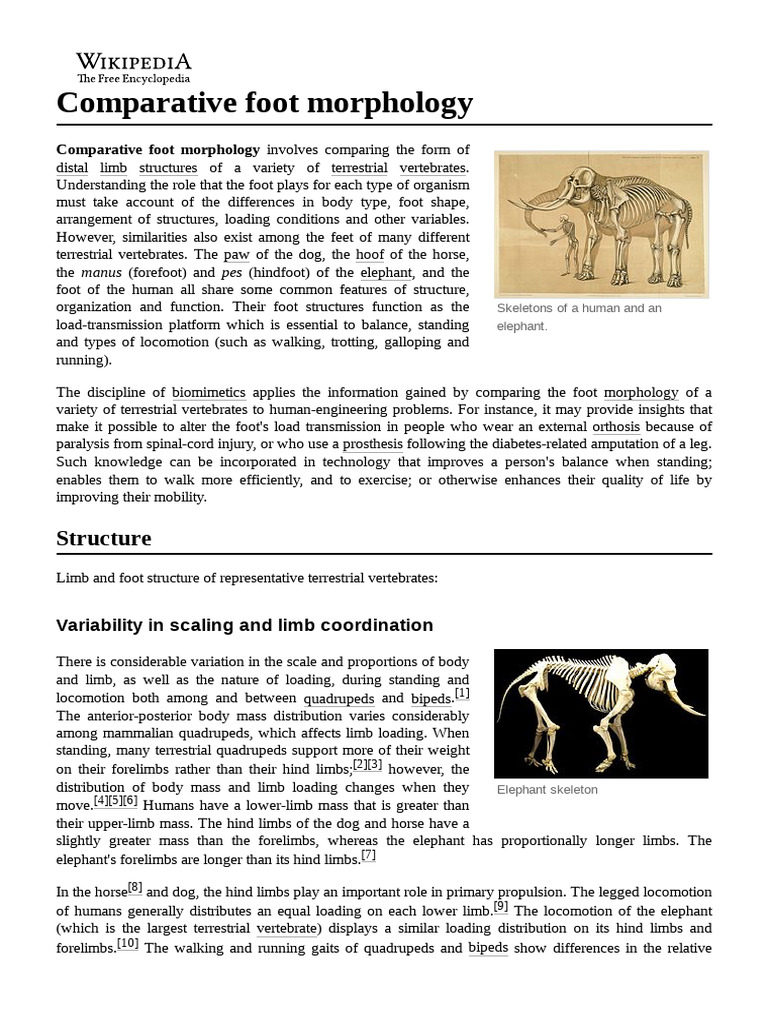 Comparative Foot Morphology of Vertebrates | PDF | Foot | Zoology