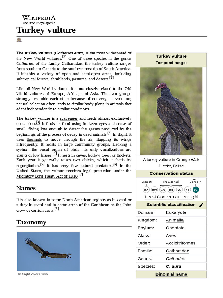 Turkey Vulture | PDF | Birds | Ornithology