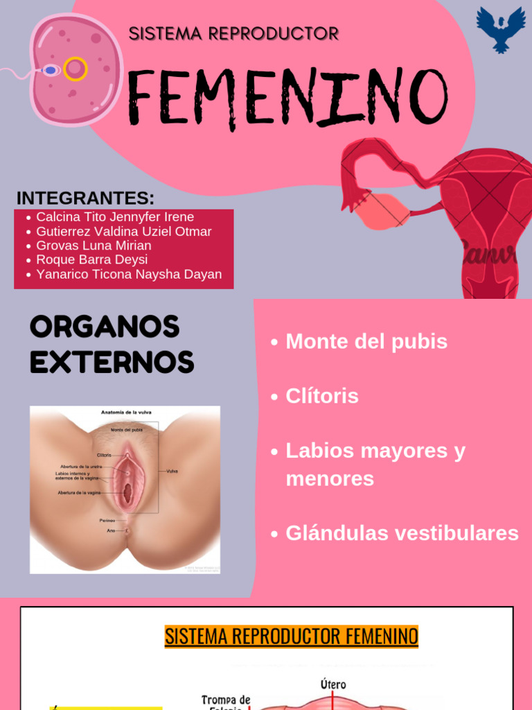 Sistema Reproductor Femenino Parte #1 | PDF | Ciclo menstrual | Control de la natalidad