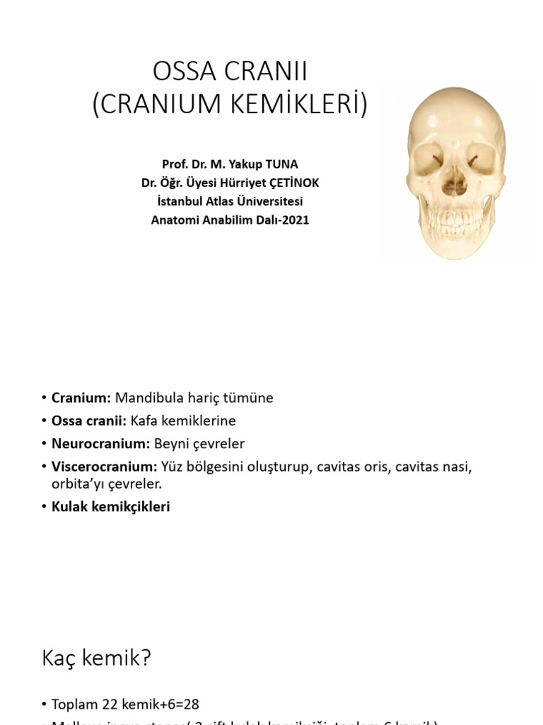 Ossa Cranii 21 T | PDF