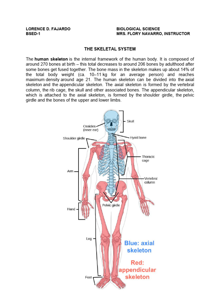 The Skeletal System | PDF | Osteoporosis | Pelvis