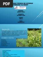 Ficha Técnica Del Pasto Imperial (Axonopus Scoparius, Hitchc) | PDF ...