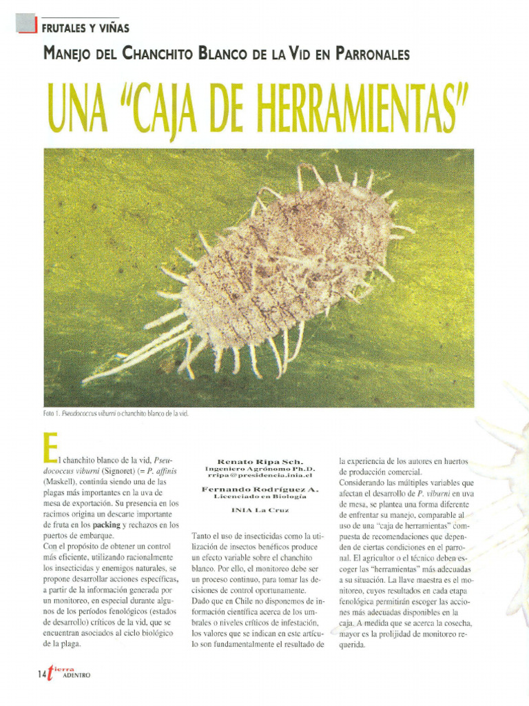 Chanchito Blanco en La Vid | PDF