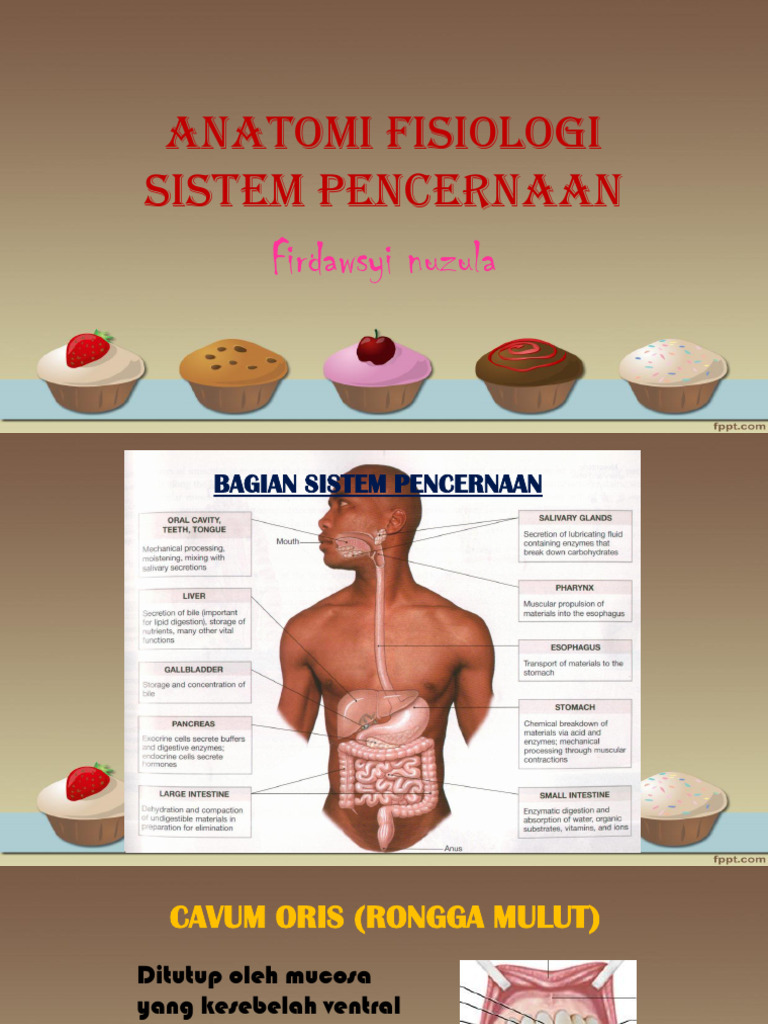 Anatomi Fisiologi Sistem Pencernaan | PDF