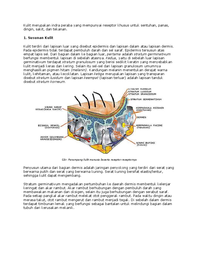 Kulit Merupakan Indra Peraba Yang Mempunyai Reseptor Khusus Untuk ...