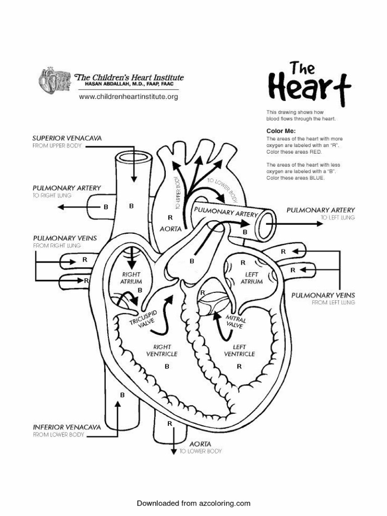 Heart Diagram | PDF