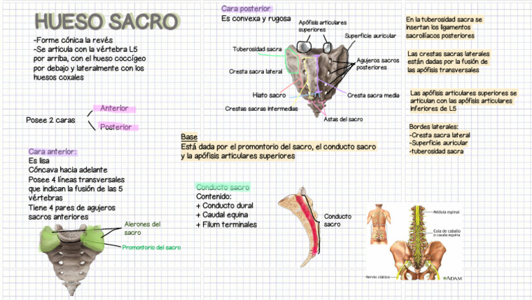 Hueso Sacro | PDF | Sistema musculoesquelético | Sistema esquelético