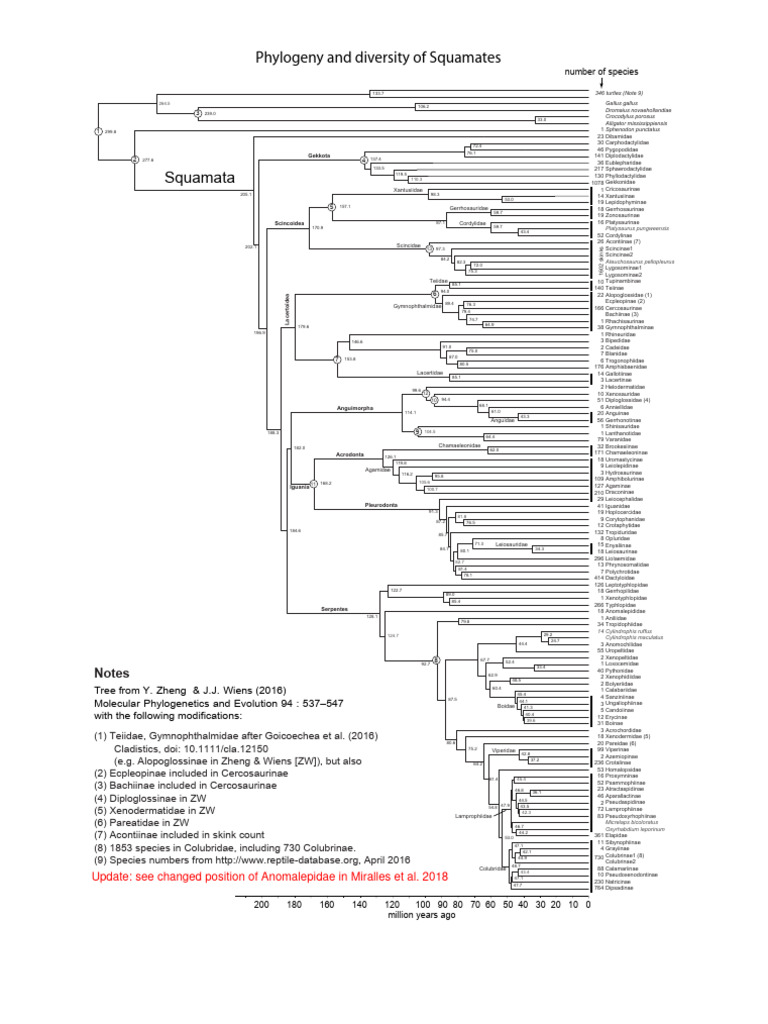 Phylogeny and Diversity of Squamates | PDF | Squamata | Lepidosaurs