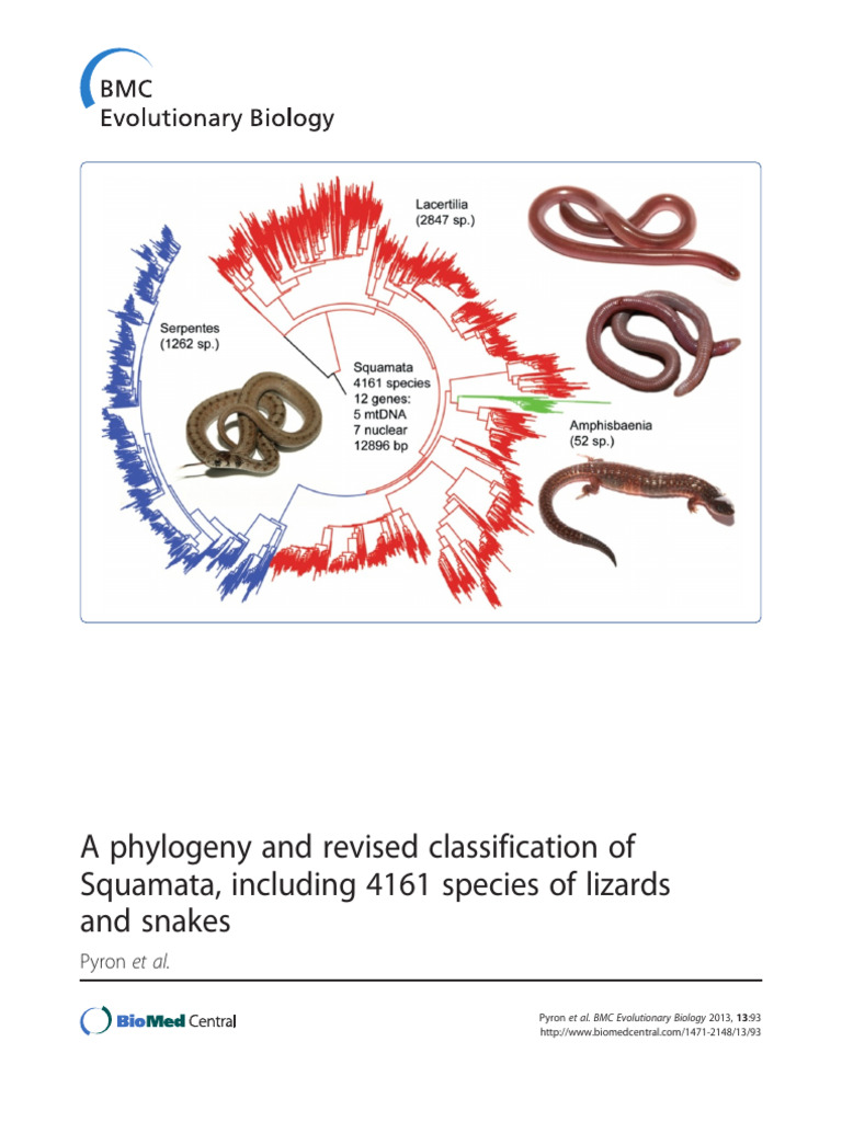Pyron Et Al - 2013 - Phylogeny and Revised ClassificationSquamata - BMC ...
