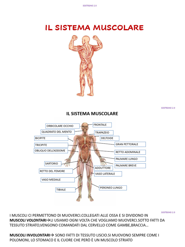 Il Sistema Muscolare | PDF