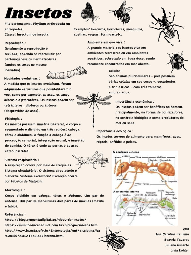 Processual Biologia - Card Insetos | PDF | Insetos | Biologia