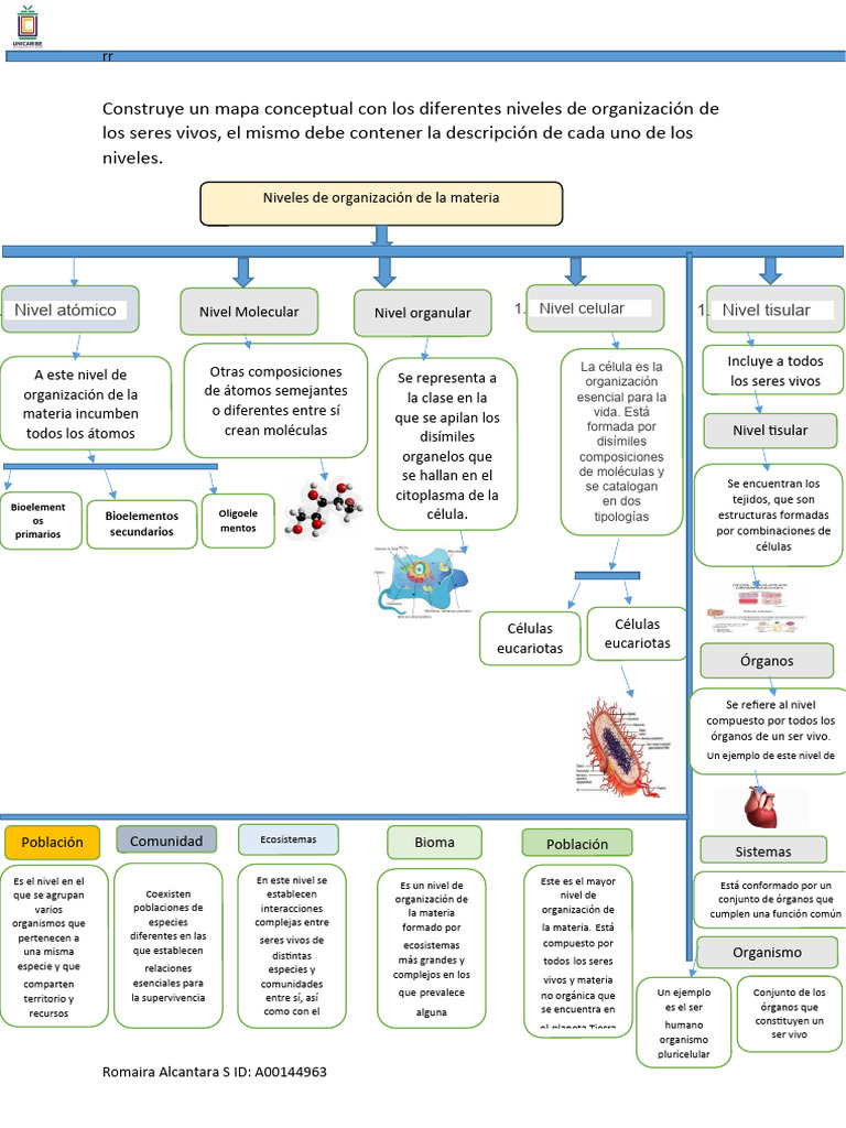 Construye Un Mapa Conceptual Con Los Diferentes Niveles de Organización ...