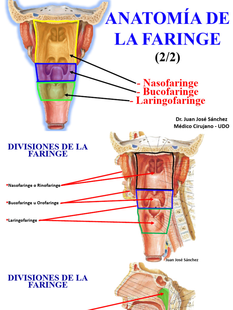 19.canal - Cuello 14-Anatomia de La Faringe 2 (Nasofaringe, Bucofaringe, Laringofaringe) | PDF ...