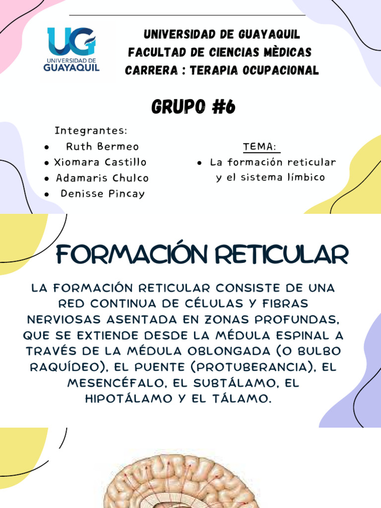 Formación Reticular | PDF | Sistema límbico | Cerebro