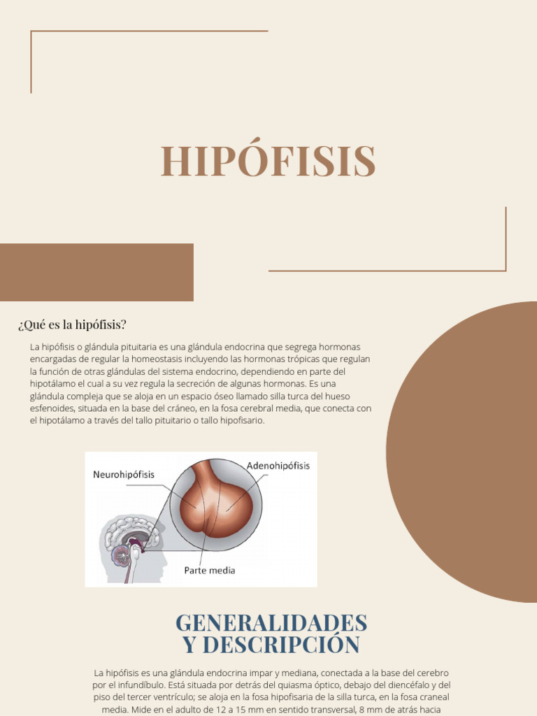 Anatomía y funciones de la hipófisis | PDF | Glándula pituitaria ...