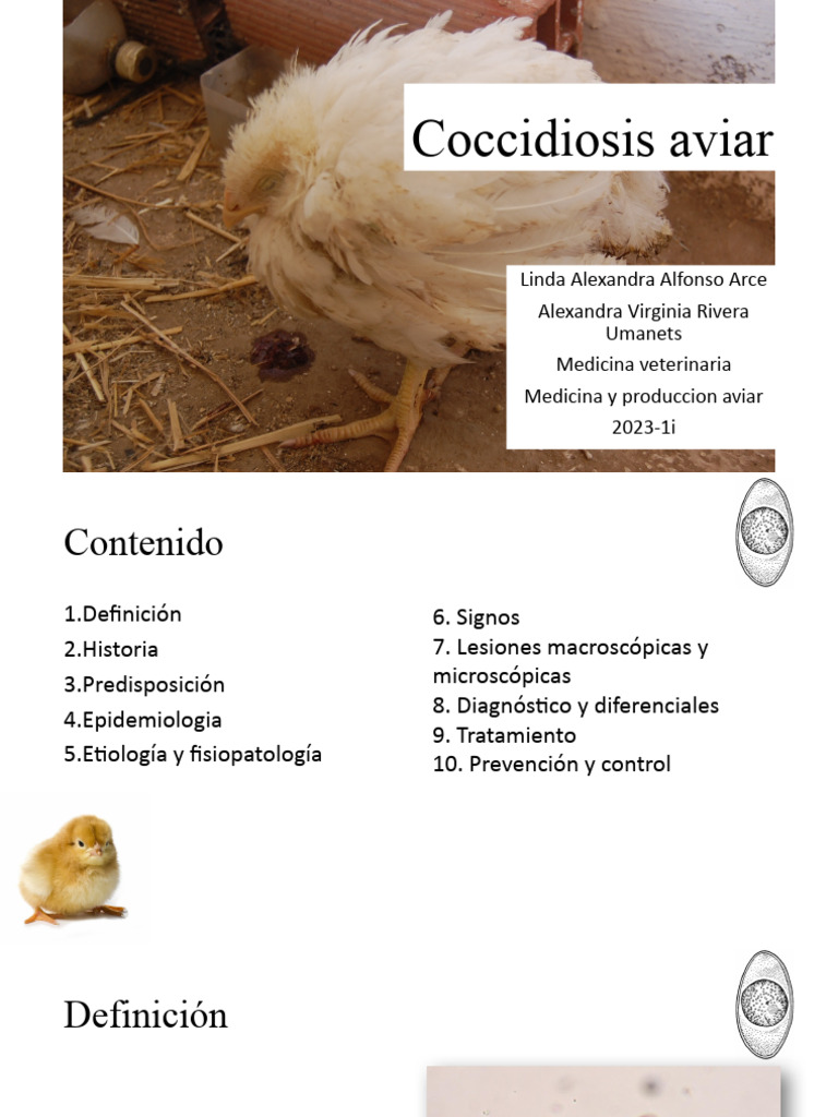 Coccidiosis Aviar | PDF | Diarrea | Aves