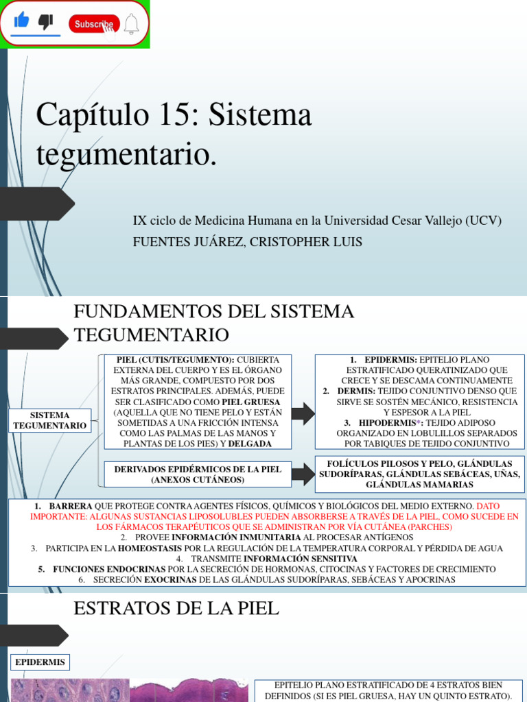 Capítulo 15 Sistema Tegumentario | Descargar gratis PDF | Piel | Sistema tegumentario