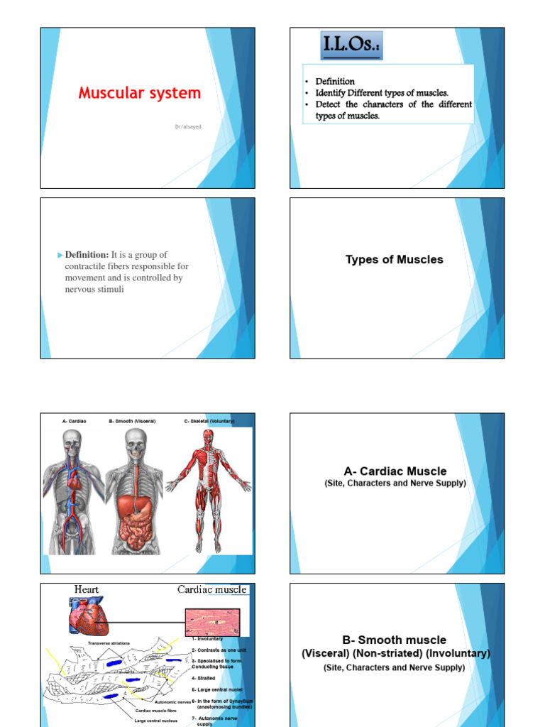 Muscular System | PDF | Skeletal Muscle | Nerve