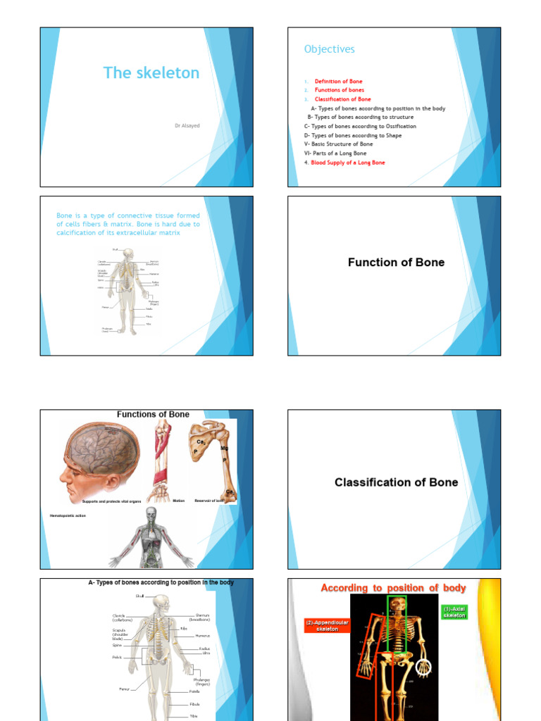 The Skeleton | PDF | Skeleton | Bone