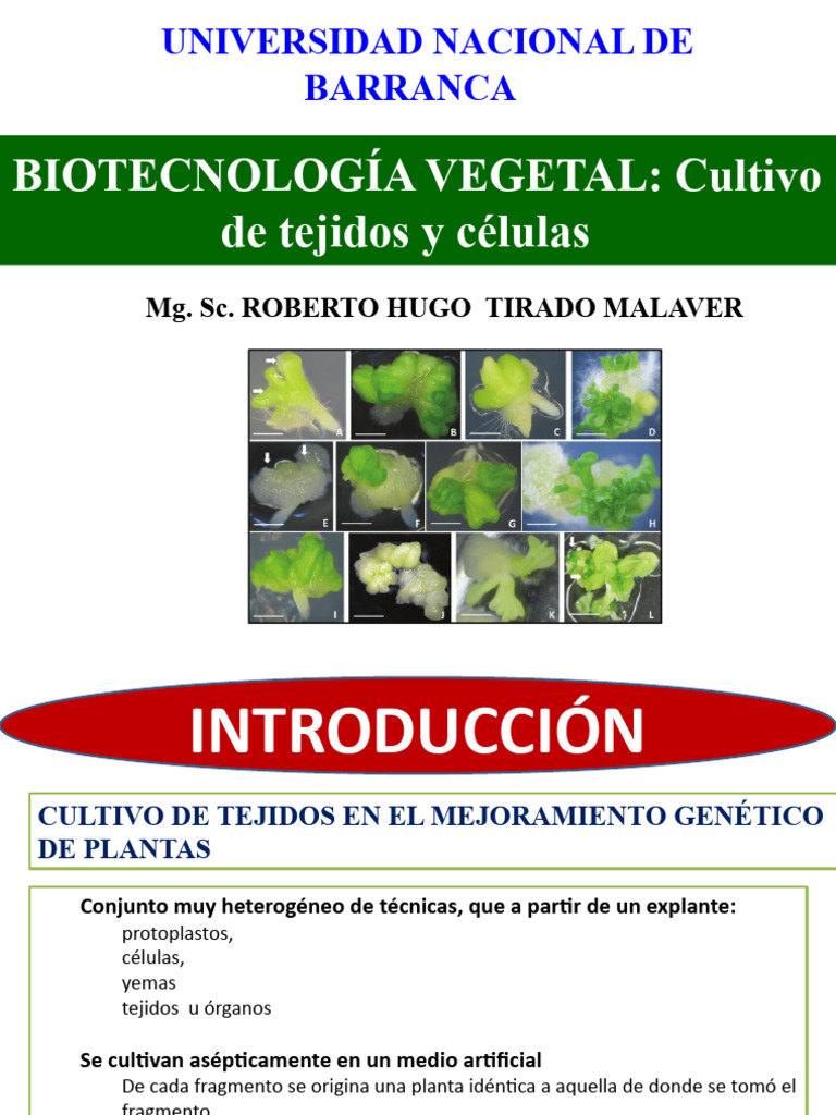 Mejoramiento Genetico-BIOTECNOLOGÍA | PDF | Biología | Botánica