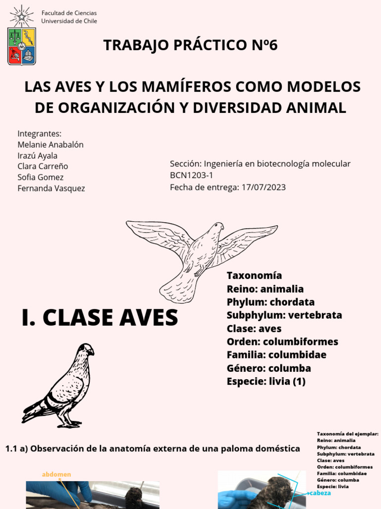 Trabajo Práctico Nº6 Las Aves y Los Mamíferos Como Modelos de Organización y Diversidad Animal ...