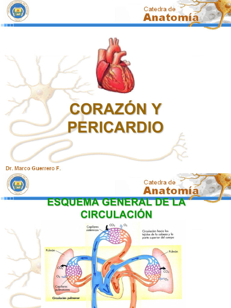 Corazon y Pericardio 2020 | PDF | Sistema circulatorio | Fisiología