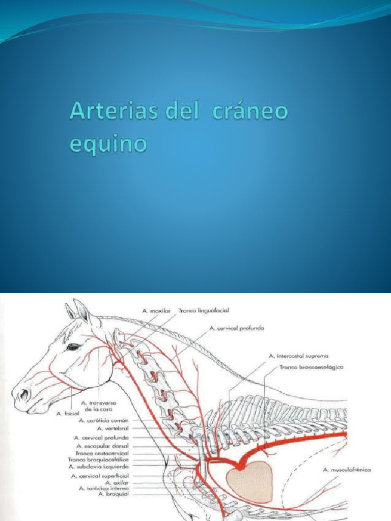 Arterias Equino Cabeza y Cuello - 075415 | PDF