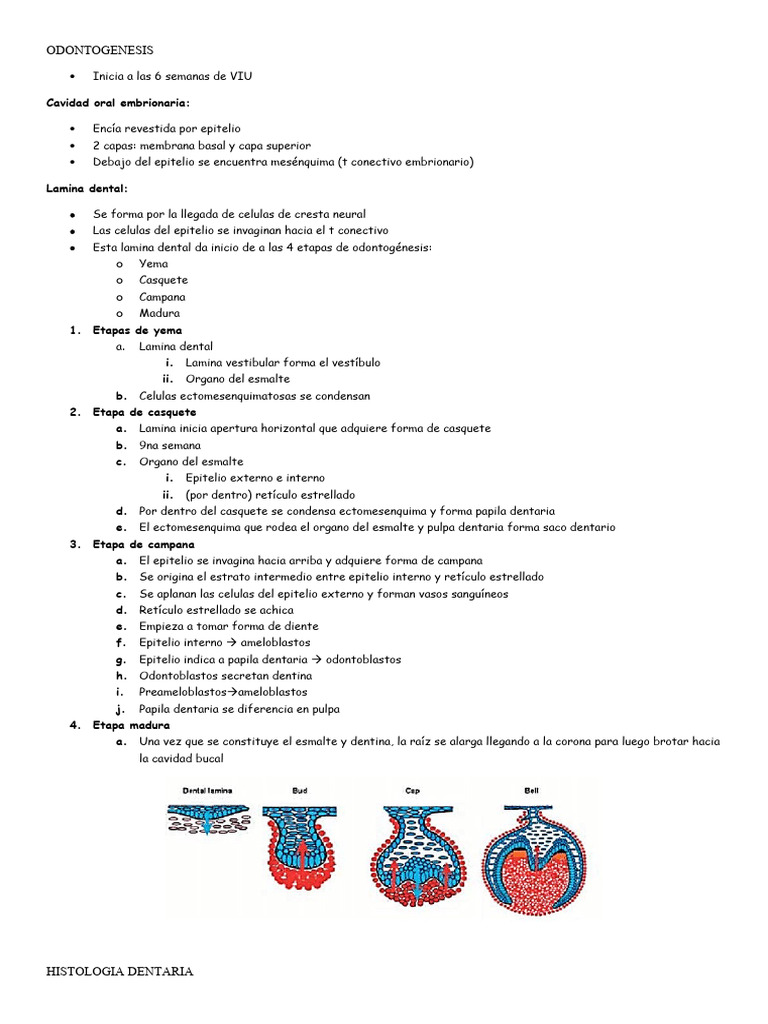 Odontogénesis: Etapas y Estructura Dental | PDF | Epitelio | Anatomia ...