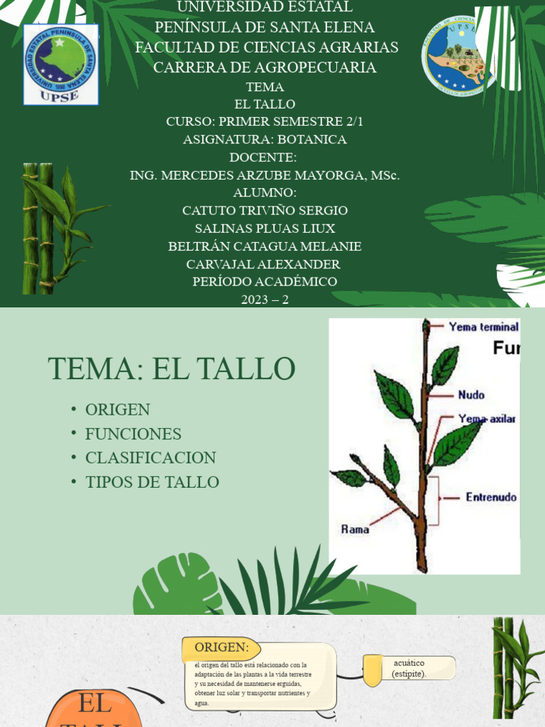 El Tallo | PDF | Tallo de la planta | Plantas