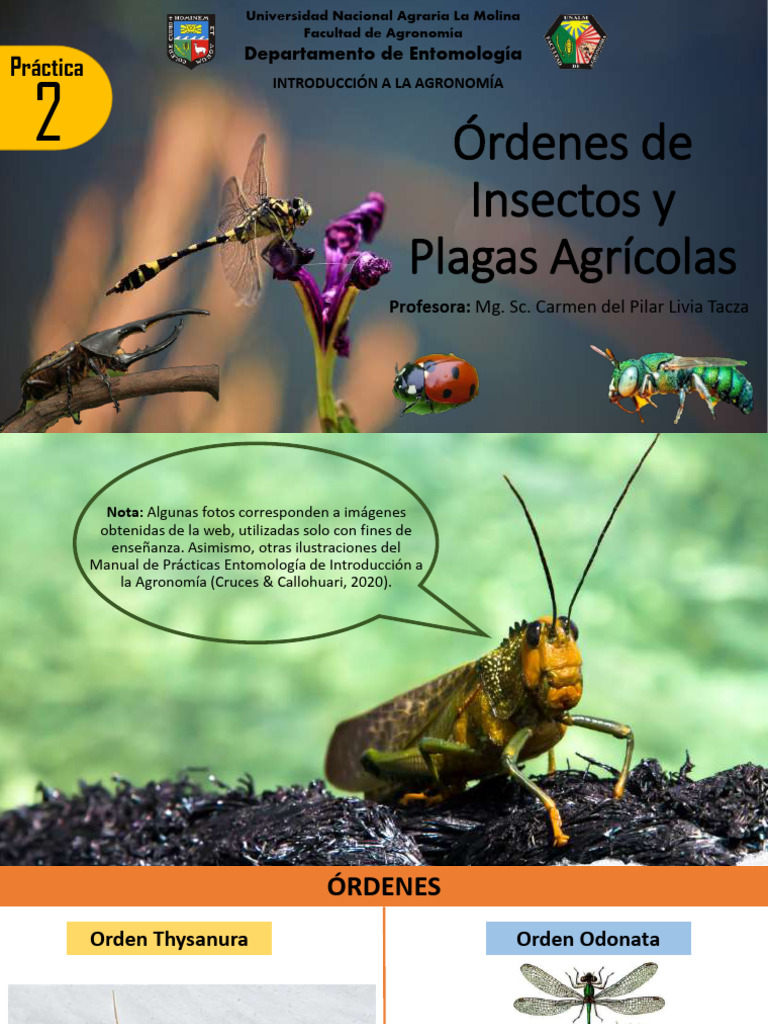 Práctica 1 - Órdenes de Insectos | PDF | Ciencia y matemáticas