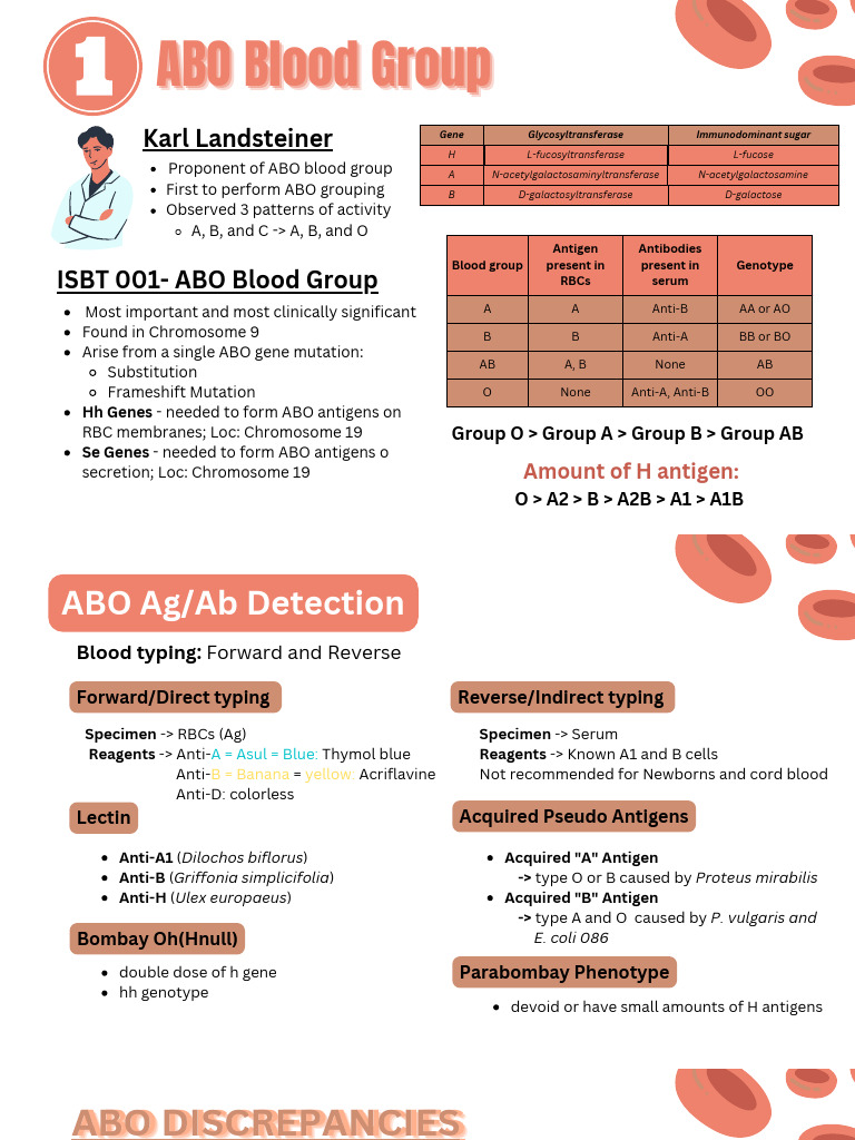 ABO Blood Group | PDF | Blood Type | Histology