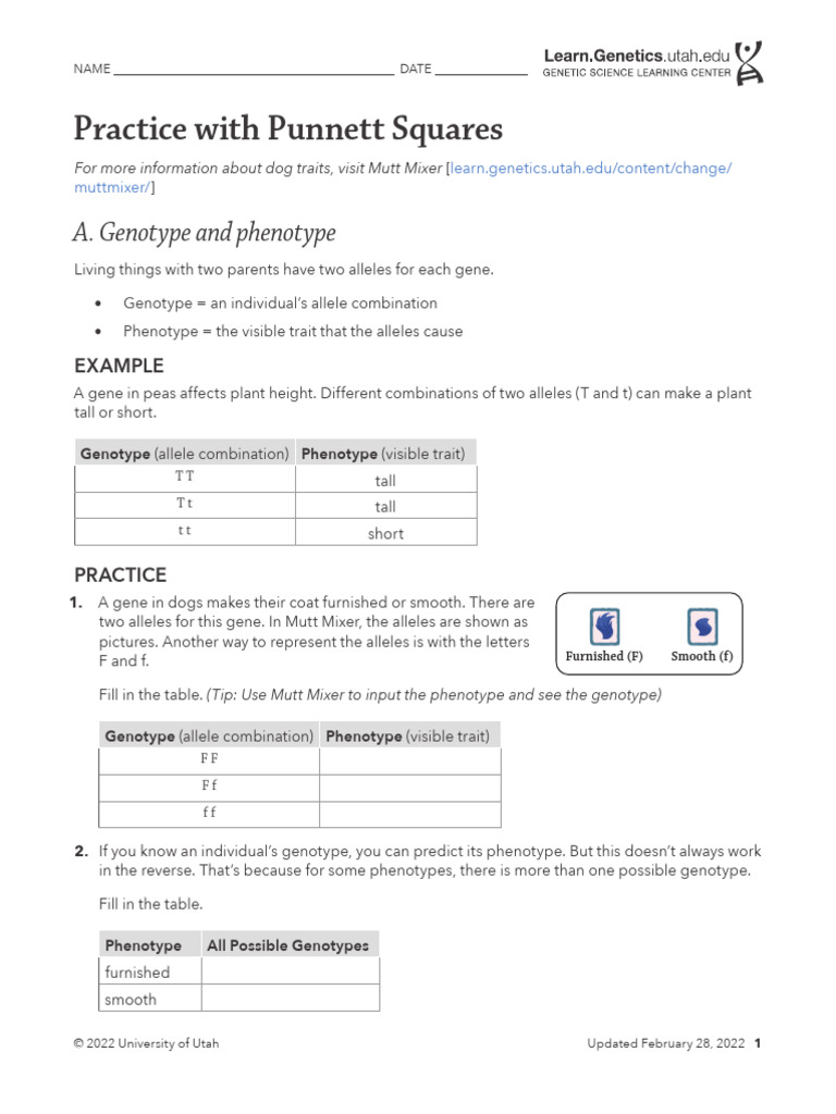 Practice With Punnett Squares | PDF | Dominance (Genetics) | Genotype