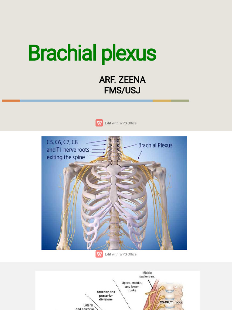 Brachial Plexus | PDF | Arm | Human Anatomy