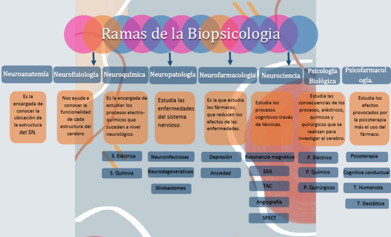 Mapa Conceptual - Ramas de La Biopsicologia.. | PDF | Neurociencia conductual | Neurociencia