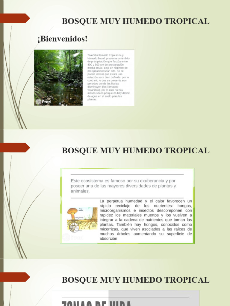 Bosque Muy Humedo Tropical S | PDF | Los bosques | Arboles