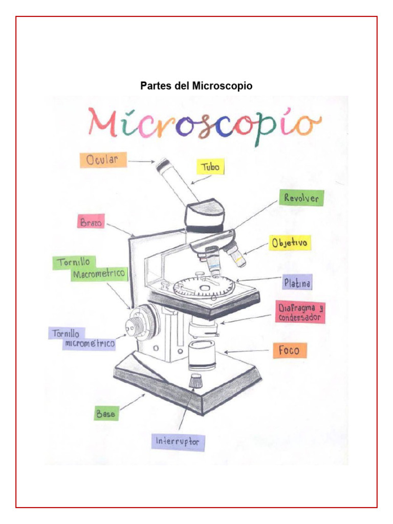 Partes y Uso del Microscopio Óptico | PDF | Microscopio | Óptica