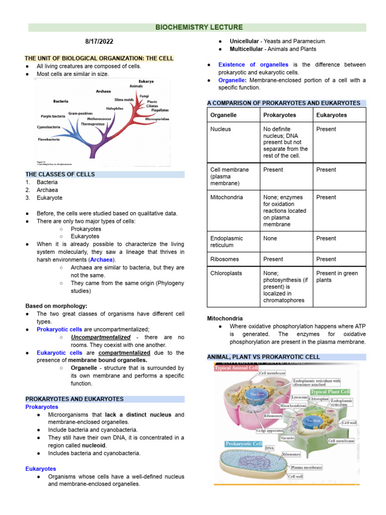 Biochem - Lec | PDF | Cell (Biology) | Amino Acid