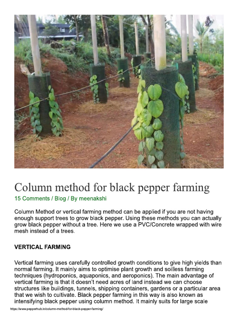 Column Method For Black Pepper Farming - PepperHub | PDF