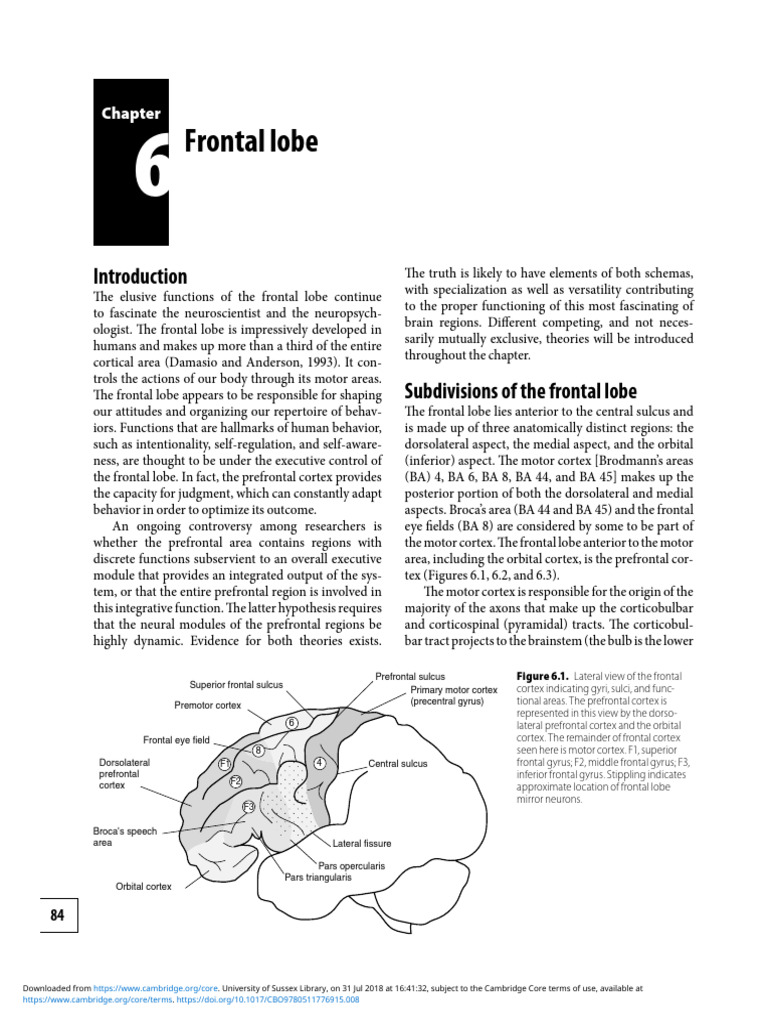 Frontal Lobe | PDF | Frontal Lobe | Prefrontal Cortex