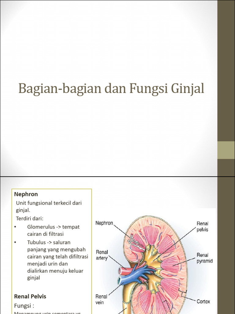 Struktur dan Fungsi Ginjal | PDF