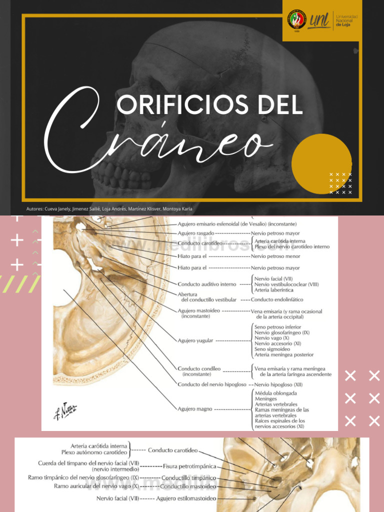 Orificios Del Cráneo Pdf Sistema Musculoesquelético Cabeza Y