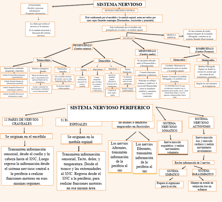 Mapa Conceptual Del Sistema Nervioso 3 | PDF | Sistema nervioso central | Cerebro