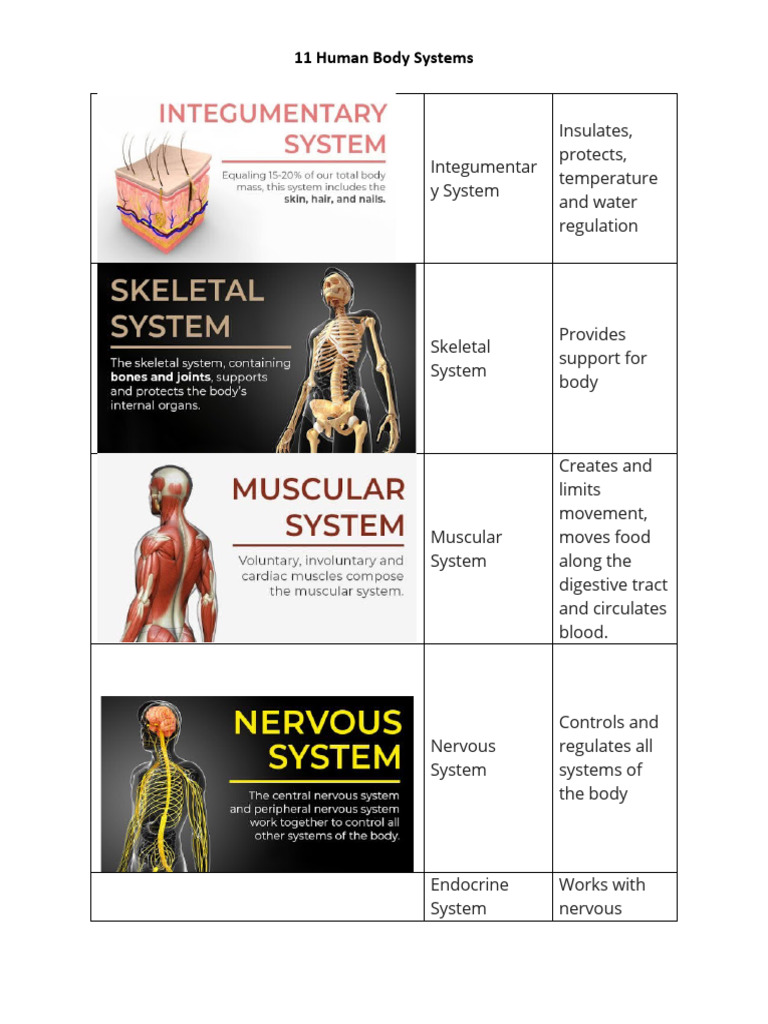 All 11 Human Body Systems